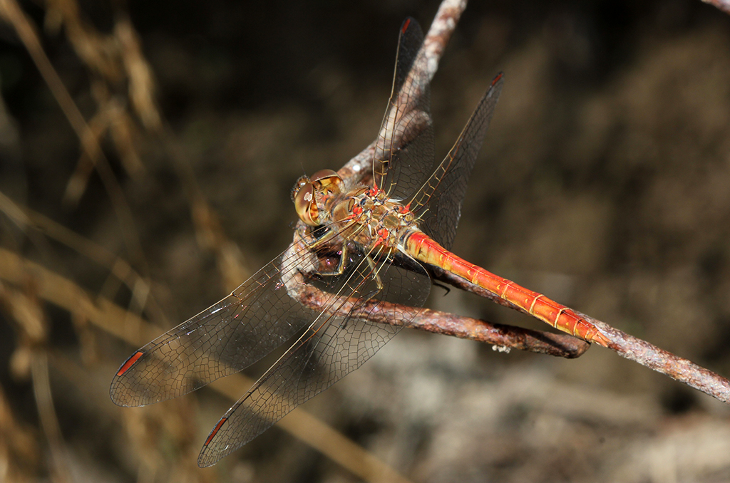 Sympetrum meridionale Anisópteros Mandrágora